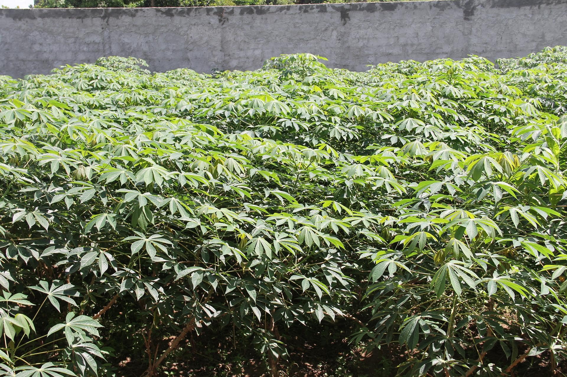 Cassava Cultivation | ASEAN Cassava Centre