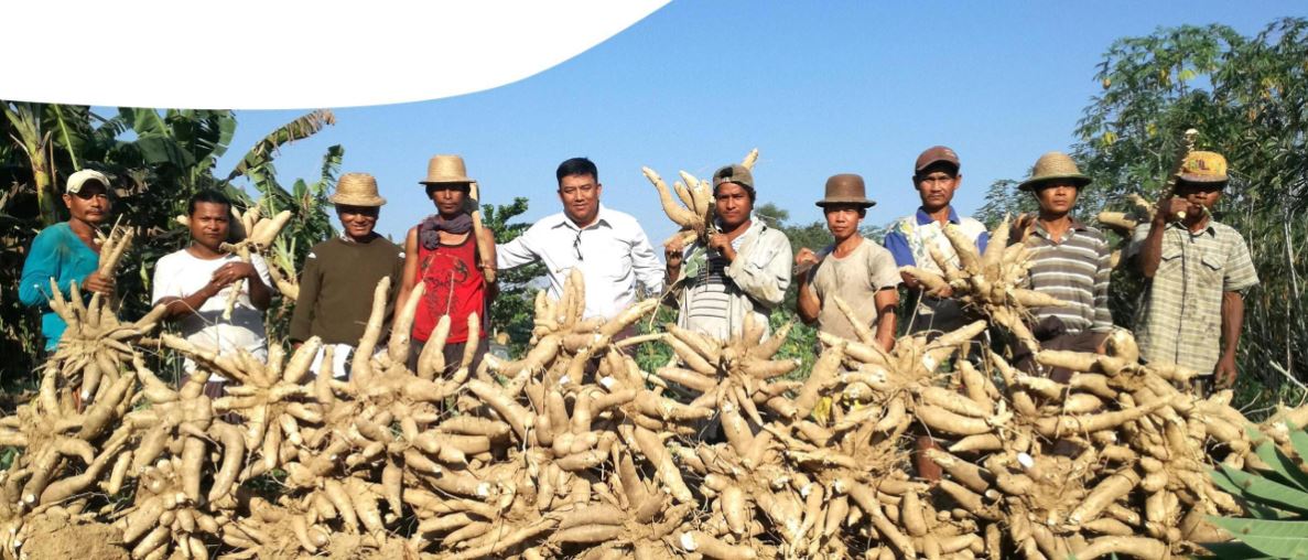 Analyzing the Cassava Market in Myanmar: Insights and Projections for ...