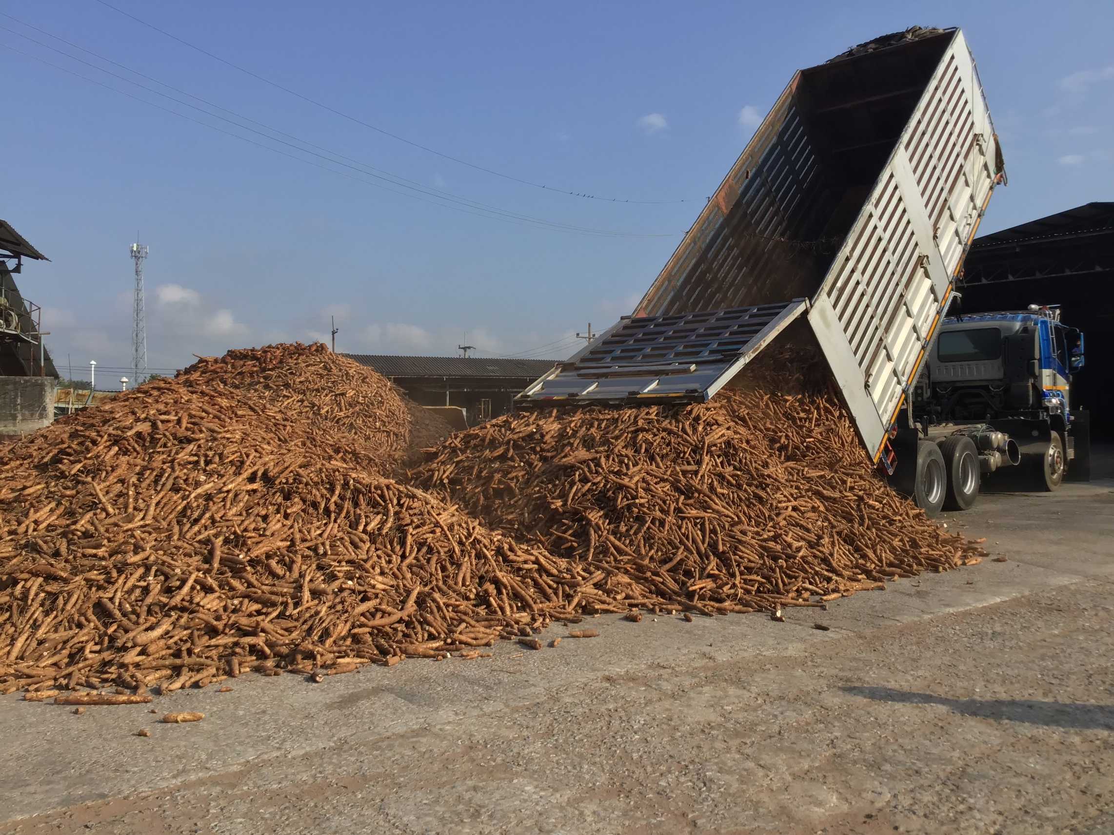 Tapioca shipments to keep rising amid high demand | ASEAN Cassava Centre