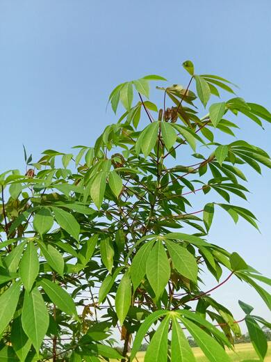 Lao PDR's Agricultural Strategy 2025: Focusing on Cassava Production ...