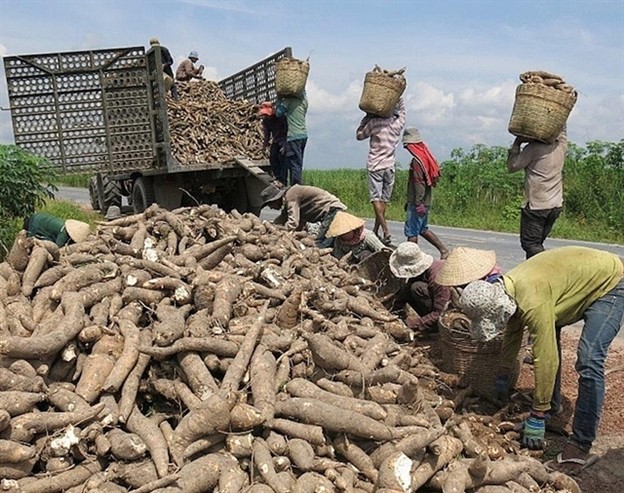 Exploring Cassava Production and Trade: Association Trip to Cambodia ...